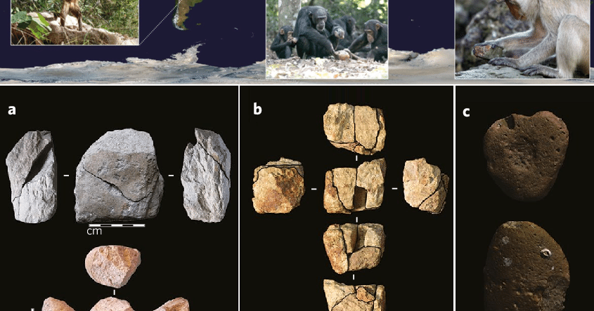 Species New to Science: [Mammalogy • 2017] Primate Archaeology Evolves