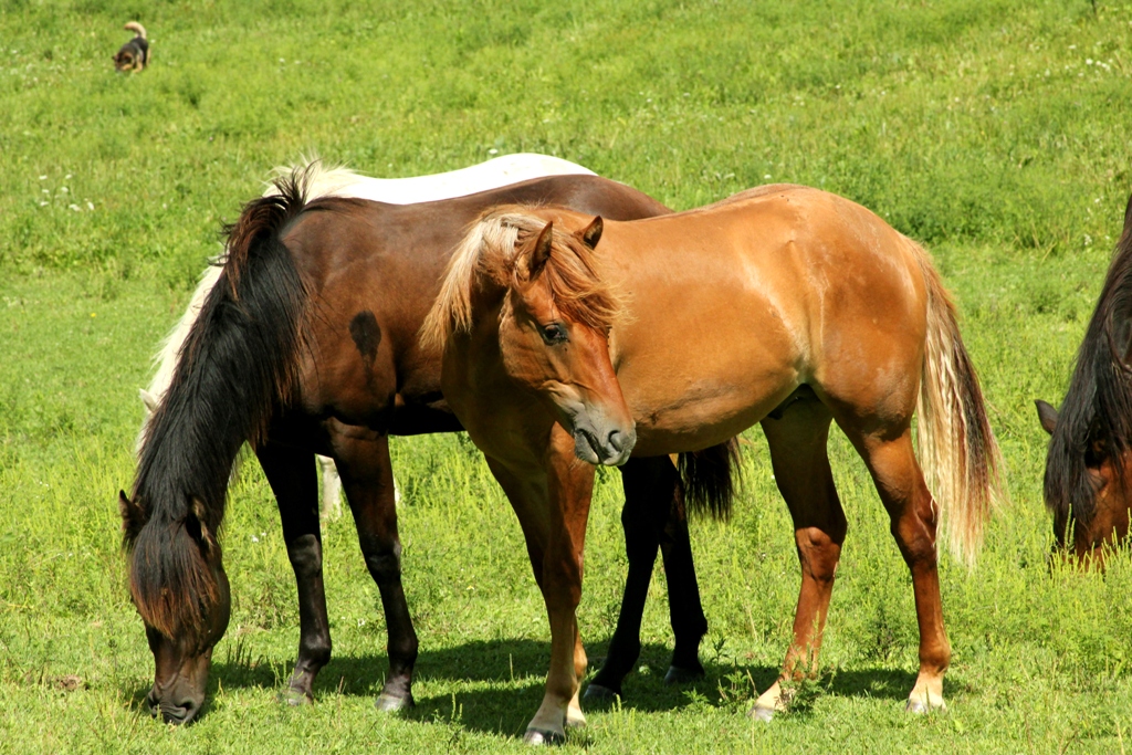 Must love mustangs!: Denny, yearling colt, almost a horse!