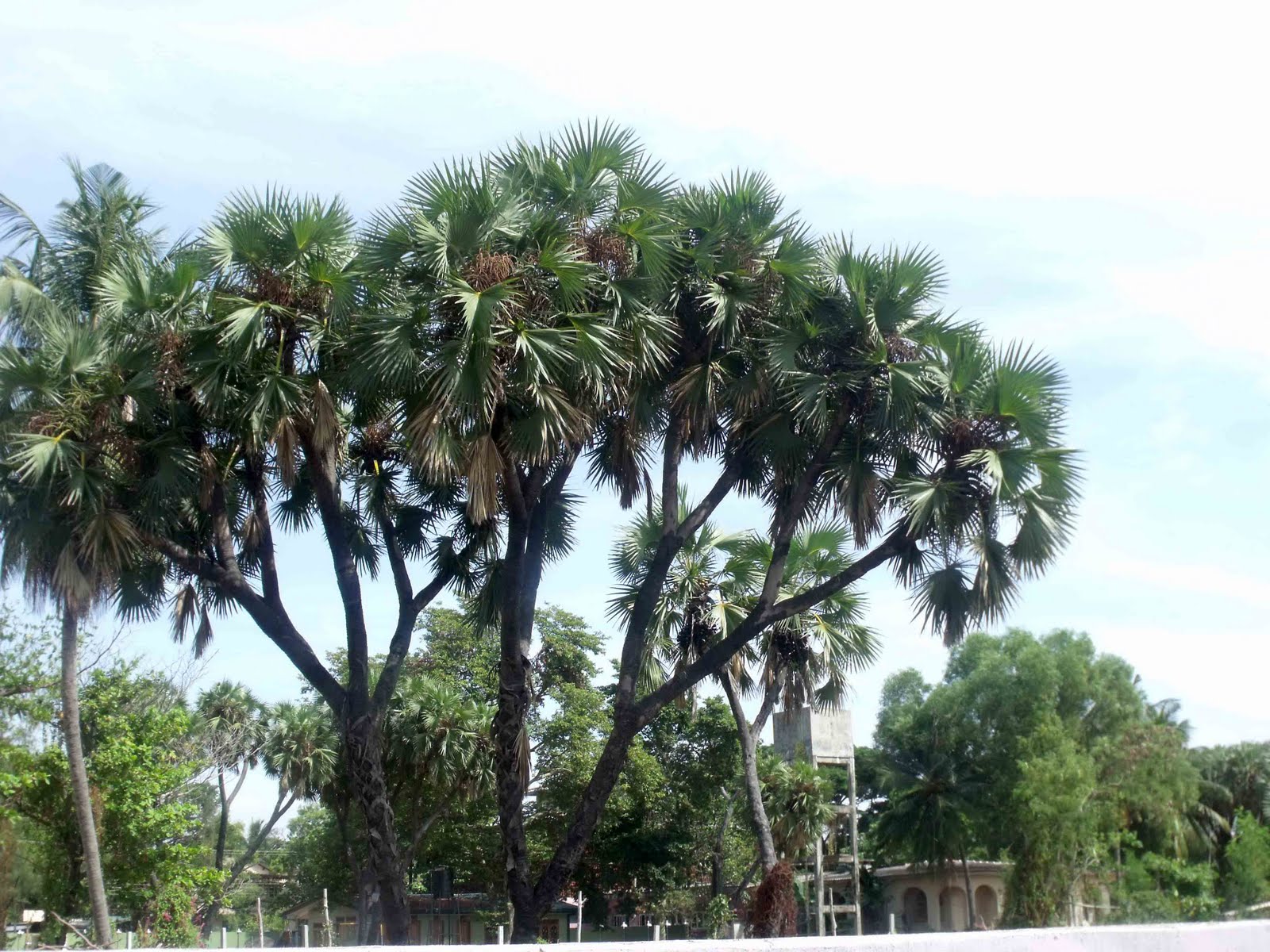 Images of Sri Lanka on blogspot.com: 8/28/11 - 9/4/11