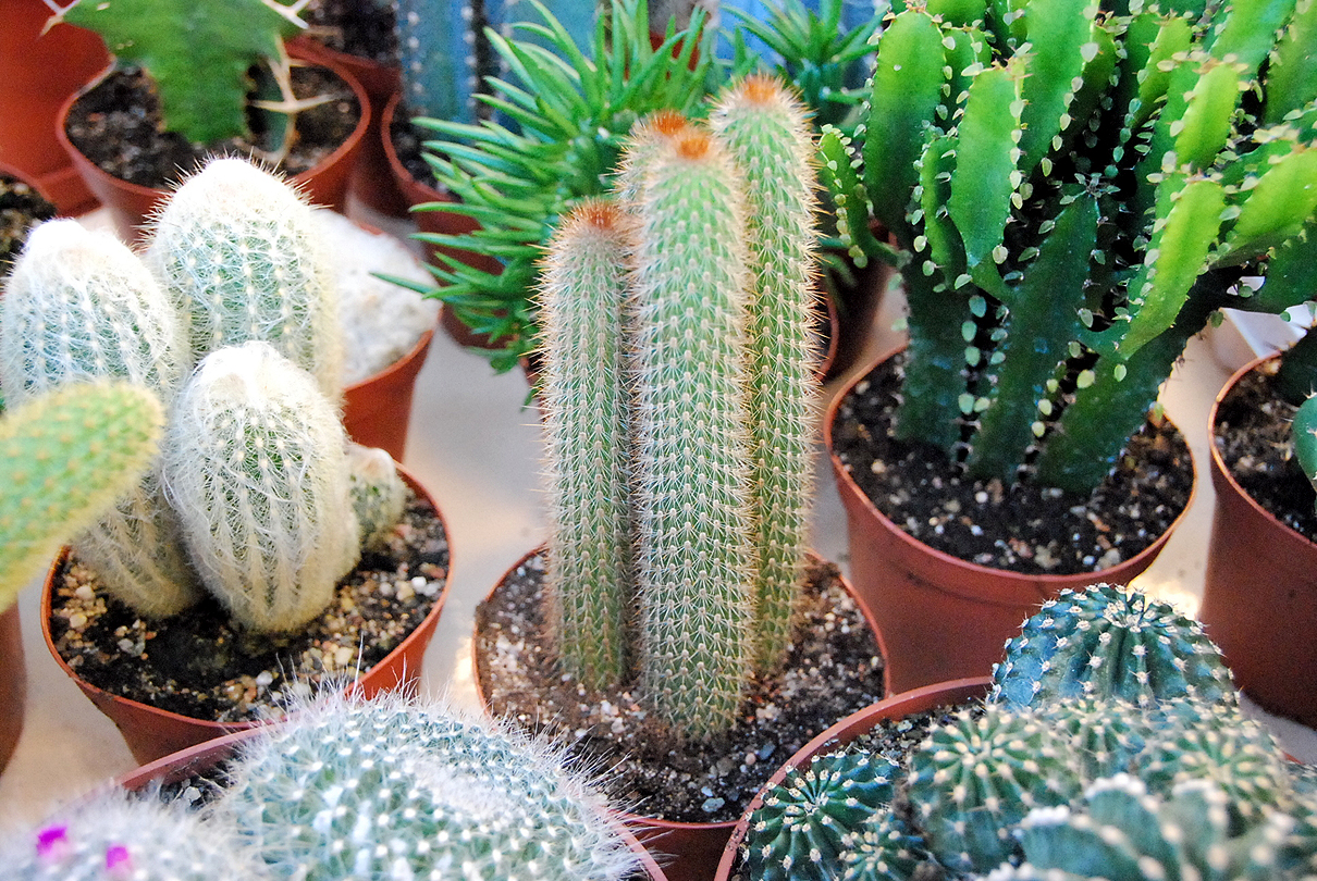 Fotos de flores: CACTUS CON FLORES