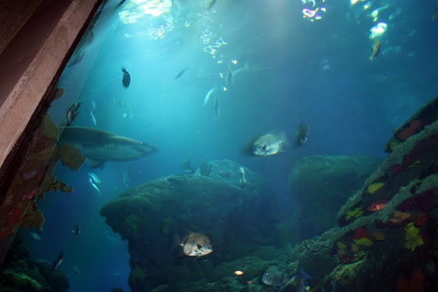 Life Through A Lens: Blue Water, White Death