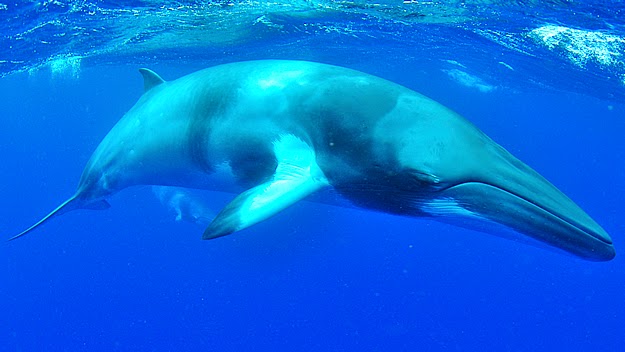 ANIMALES DEL MUNDO : la ballenas