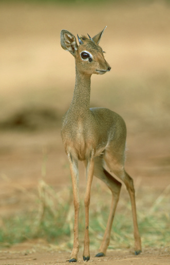 Livin' in a Fishbowl: The Pygmy Antelope