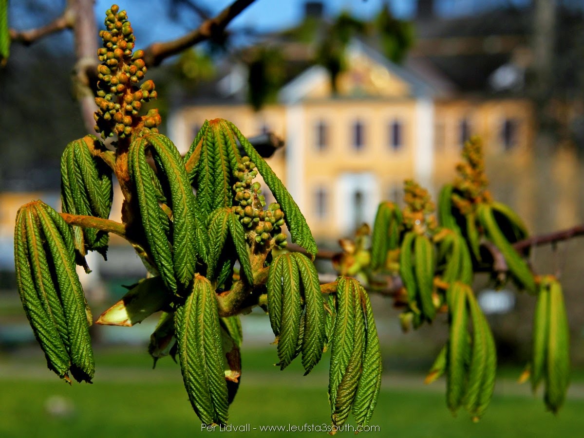 LEUFSTA 3 SOUTH: Old trees and little new ones