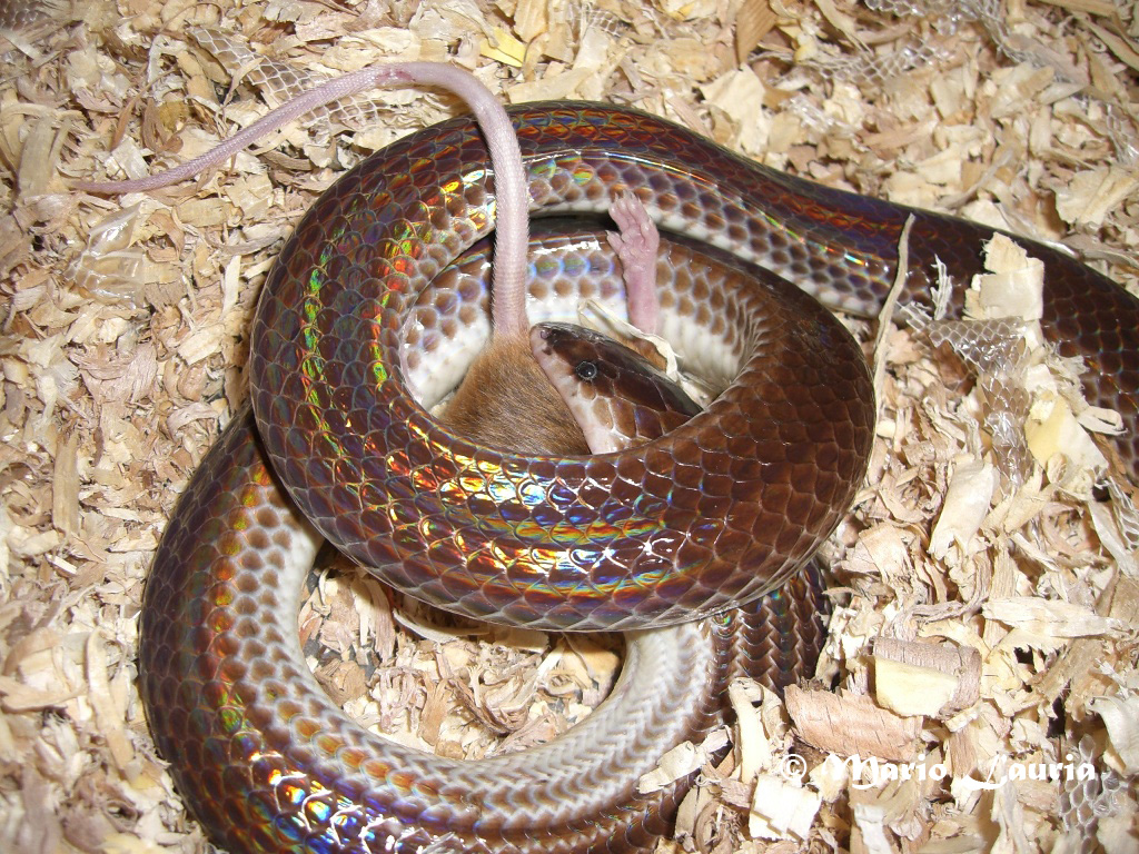 Hewan Reptil - Ular pelangi | Susanto Wisata