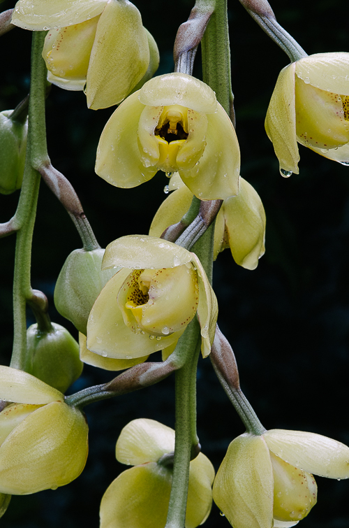 The Orchid Column: Open at last... But what is it?