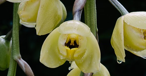 The Orchid Column: Open at last... But what is it?