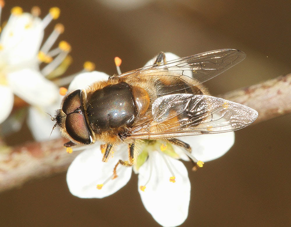 Biodiversity Gatwick: Accumulating aculeates