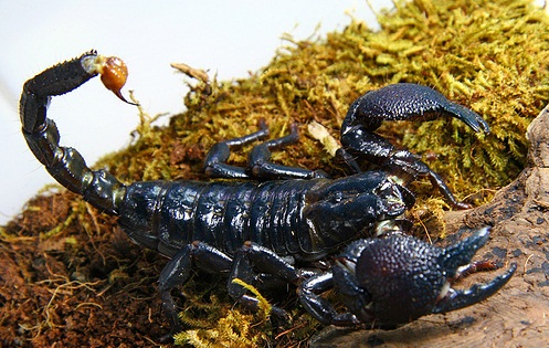 All About Animal Wildlife: Scorpion Facts and Photos