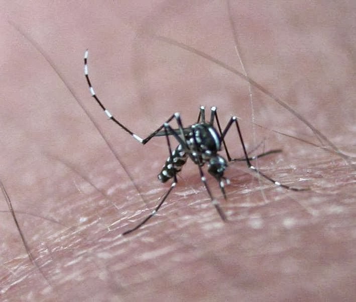 BIOFLAGRANTES*: MOSQUITO DA DENGUE