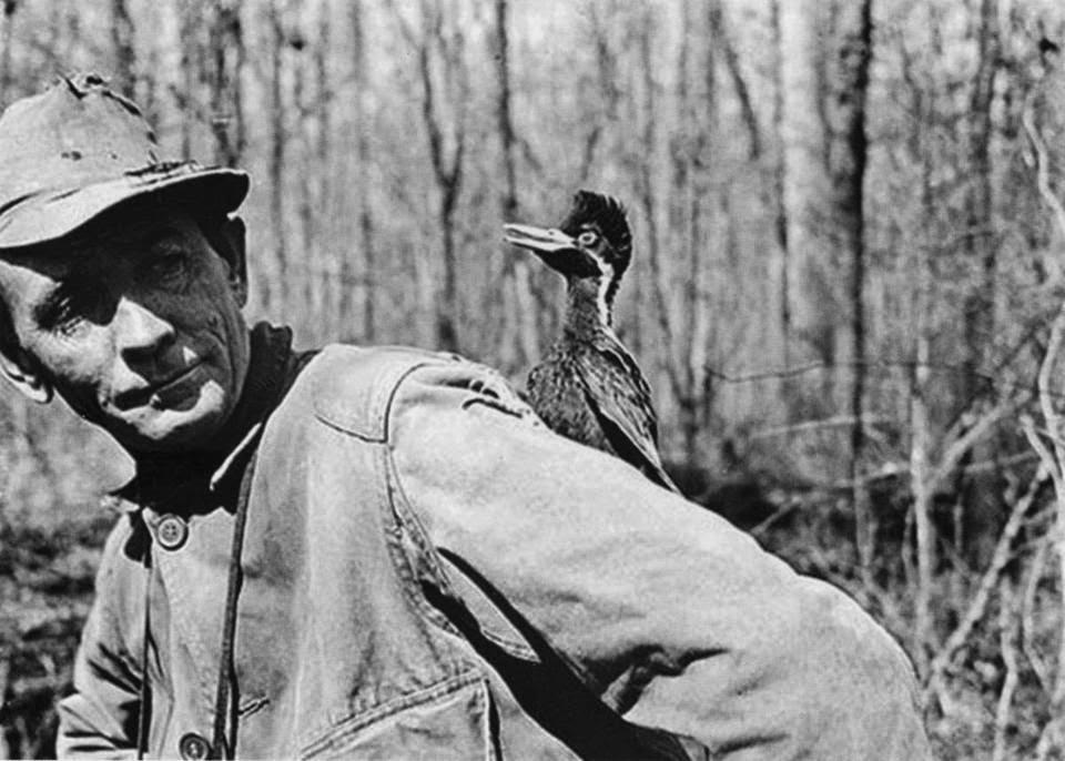 Texas Cryptid Hunter: Classic Photo of Ivory-billed Woodpecker