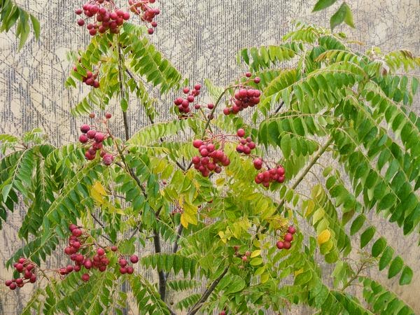 Murraya koenigii (Curry tree, Karapincha) ~ Medical Plants (ඔසු තුරු)