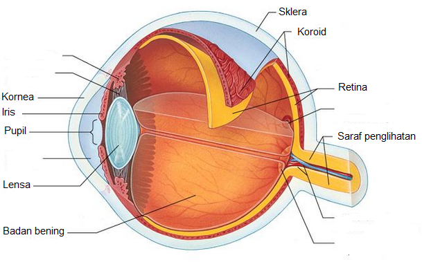 Alat Indra Mata ~ Rangkuman Pengetahuan Alam Lengkap
