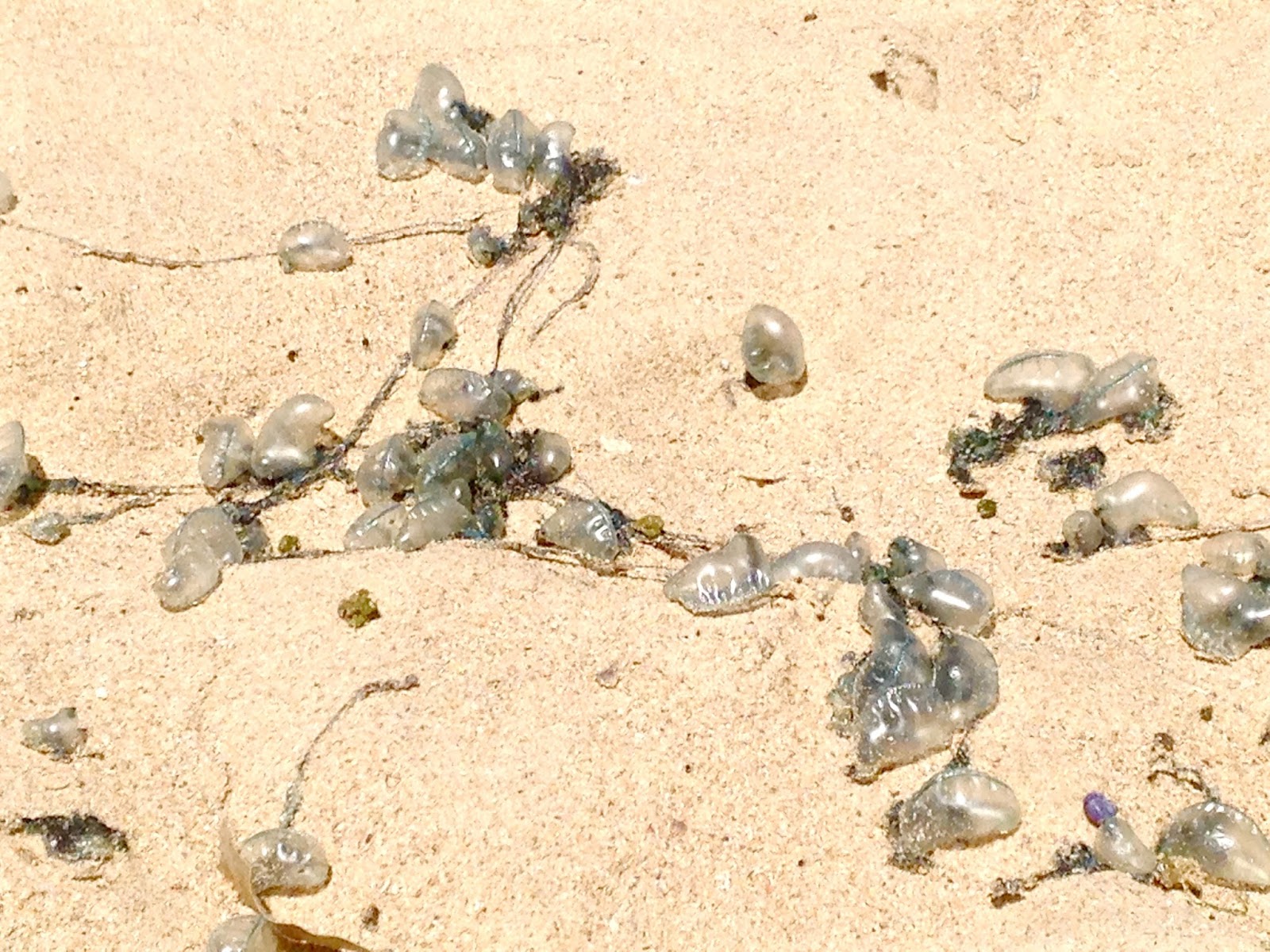 "A Sistah in Oz": Bluebottle Jellyfish Swarm