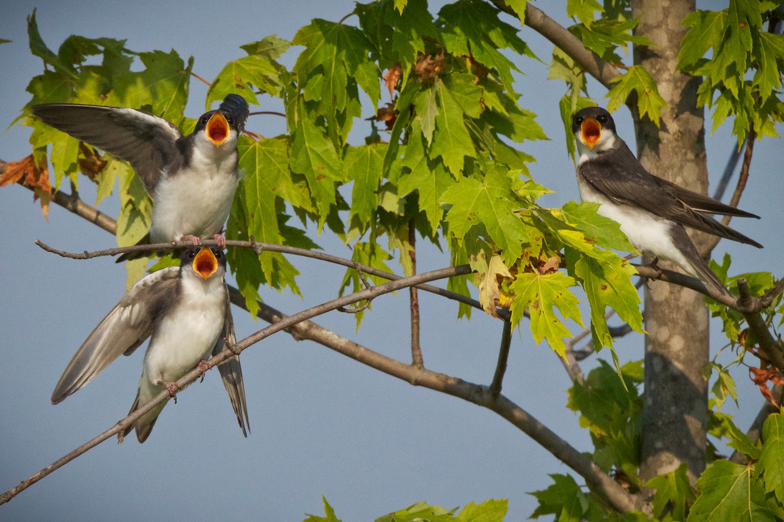 Feather Tailed Stories: Tree Swallow (juveniles)