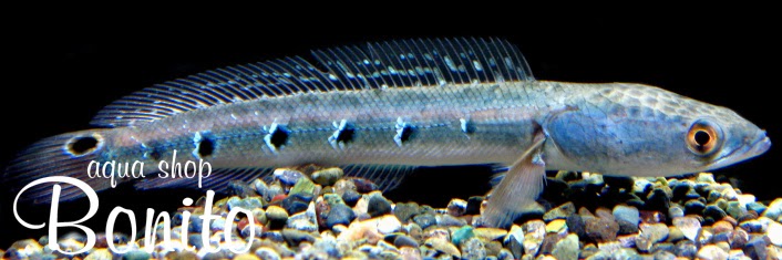 Mahamaya Hiko: Jenis jenis snakehead fish (Channidae family)
