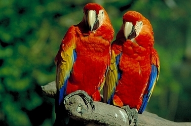 How to Determine the Age of a Parrot