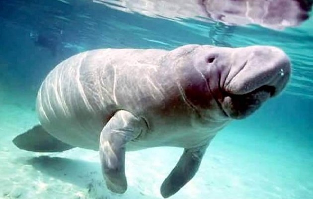 ECOSISTEMAS DE COSTA RICA: PARQUE NACIONAL TORTUGUERO