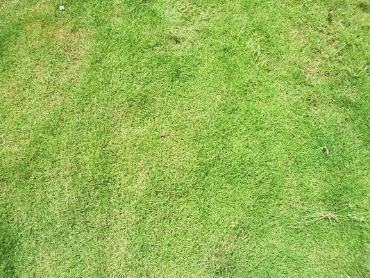 Rumput jepang | Jual harga murah rumput peking | Tukang taman | Grosir ...