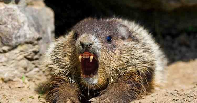 Dumb Blonde Sheila: Vicious Groundhog