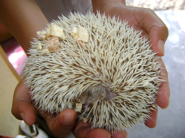 LANDAK MINI YOGYAKARTA: LANDAK MINI