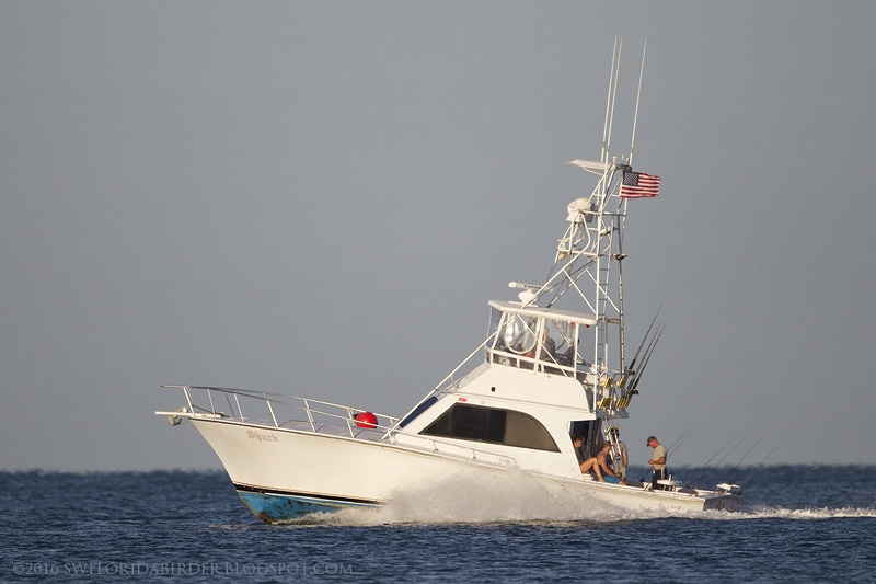 Summer Florida Birding Beach Tour: Part I | Focusing on Wildlife
