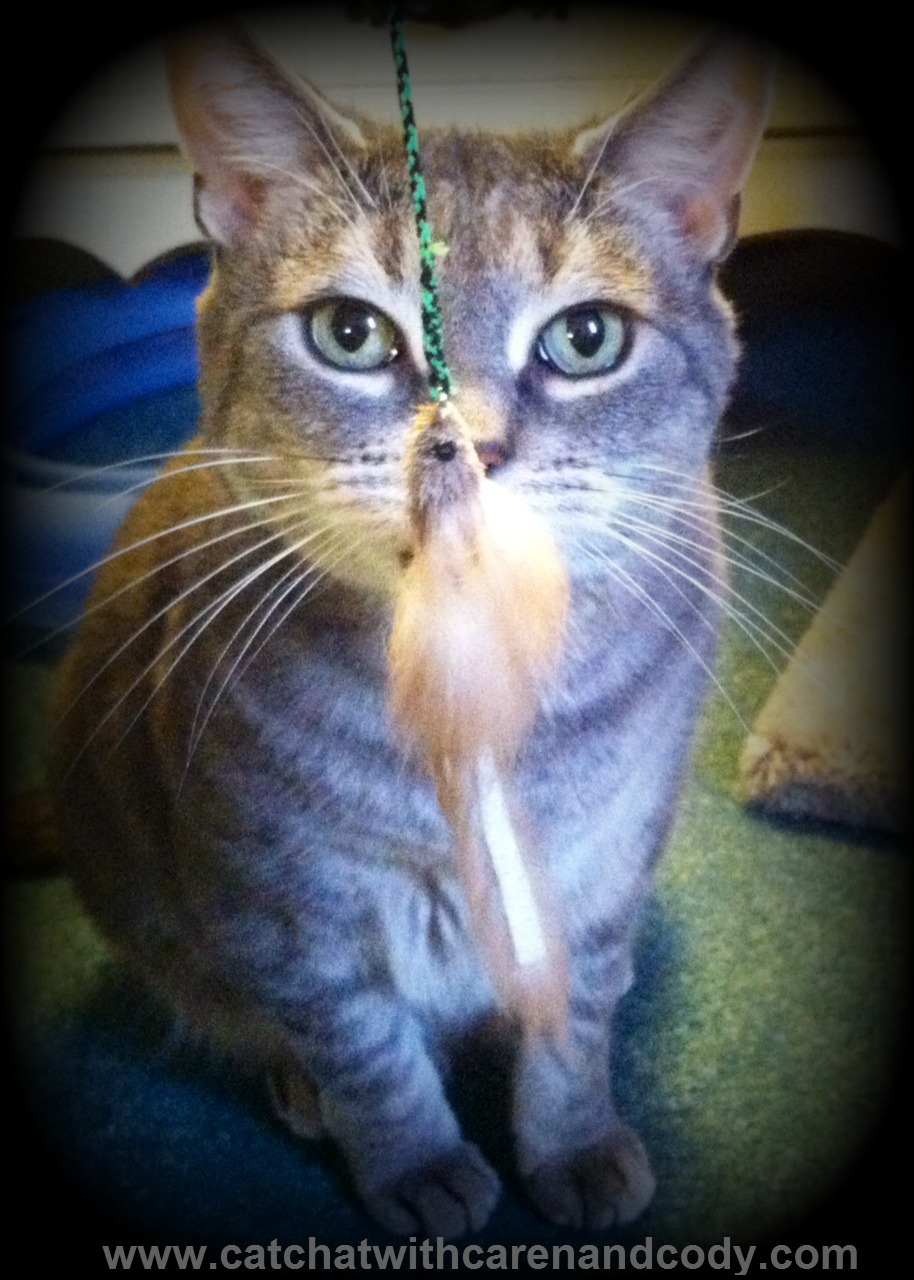 Cat and DOG Chat With Caren: Cat Book:Total Cat Mojo The Ultimate Guide ...