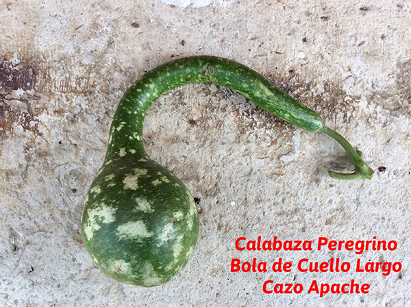 Huerto Urbano Luis Servia Borgas: CALABAZAS DEL PEREGRINO BOLA CON ...