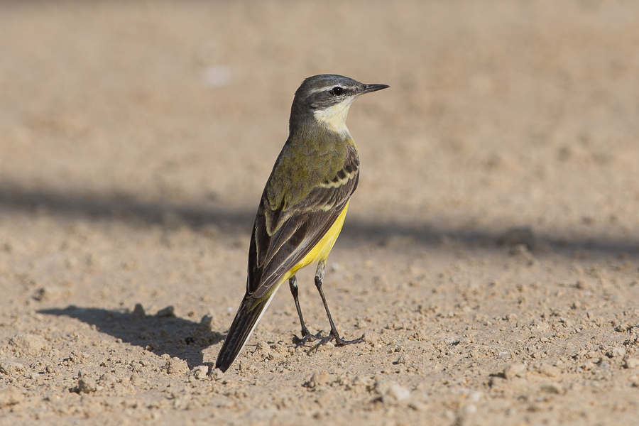 Yellow Wagtail - Jubail | Focusing on Wildlife