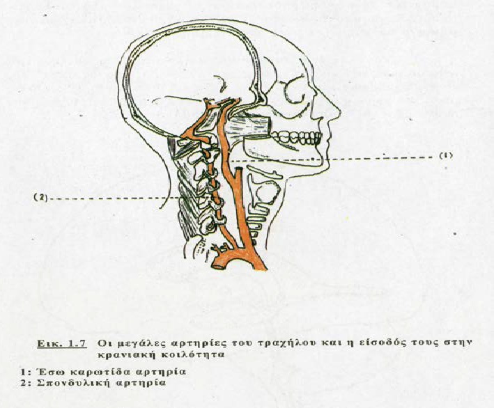 ANATOMIA- ΦΥΣΙΟΛΟΓΙΑ Ι Β ΤΑΞΗ ΕΠΑΛ: Οκτωβρίου 2016