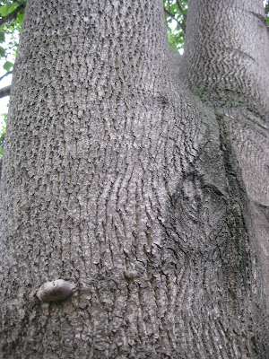 Trees of Santa Cruz County: Liriodendron tulipifera - Tulip Tree