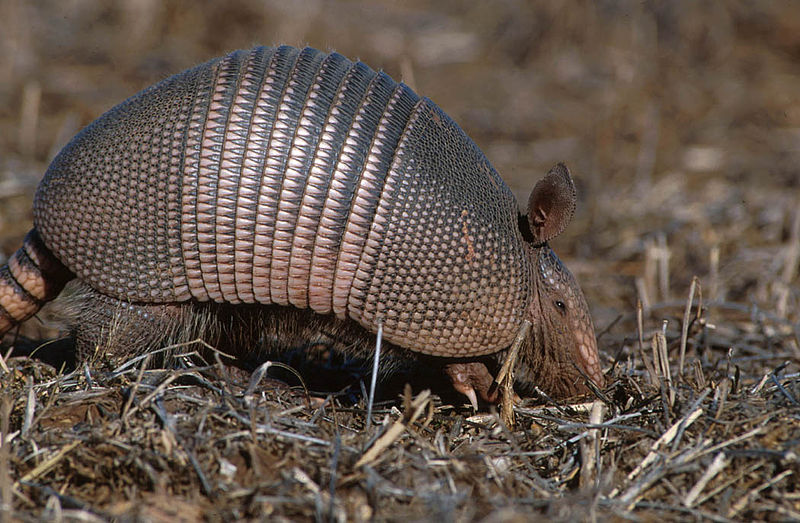 Animales en el Planeta: El armadillo de nueve bandas, huech, armado ...