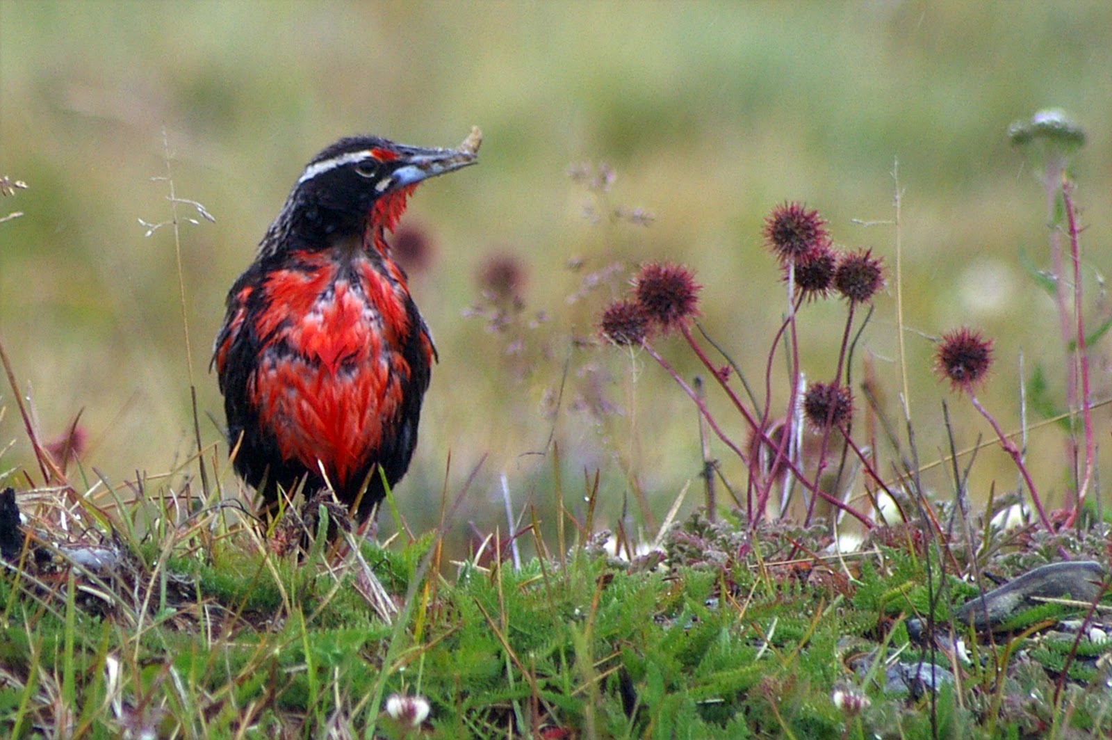 Aficionado a las Aves: LOICA COMUN