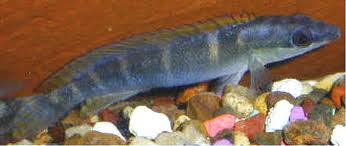 South American Pike Dwarf Cichlid | African Cichlids Fish