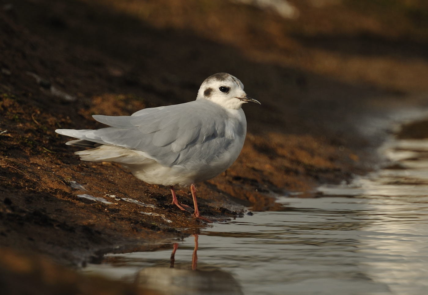 Steve Rogers birding: Little Gull at Par