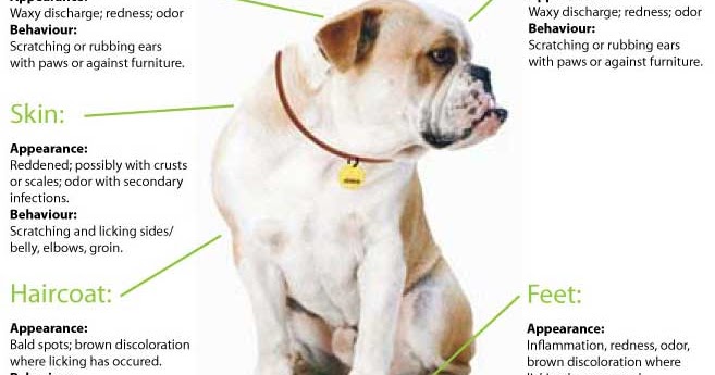 Algunas cosas que debes saber sobre Atopica para perros - biographypedia