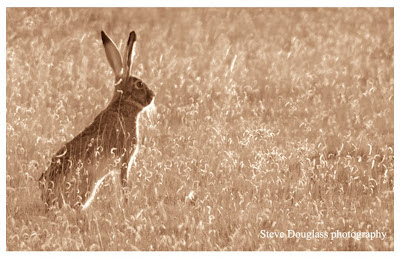 Dust Bowl Echoes: "BIG RABBIT DRIVE THIS WEEKEND -BRING CLUBS"