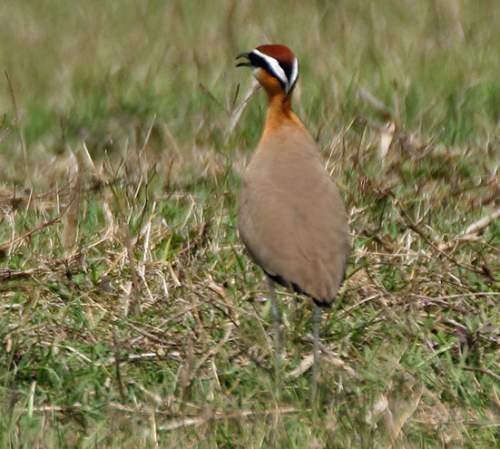 Indian courser pictures | Birds of India | Bird World