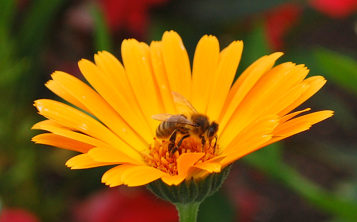 Wedding Flowers: Honeyflower Beautiful Pictures Of 2012