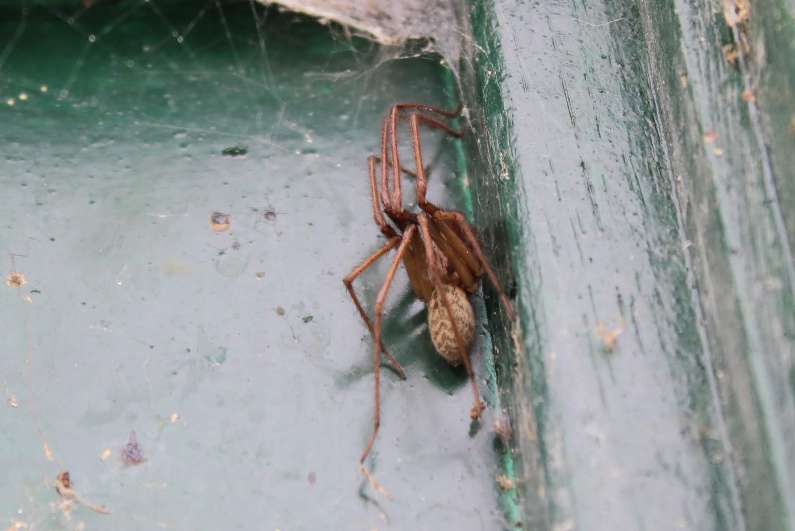 Kruipende Insekten: . . Trechterspinnen