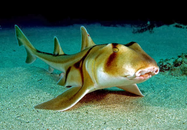 Port Jackson Shark Facts - Fishes Facts
