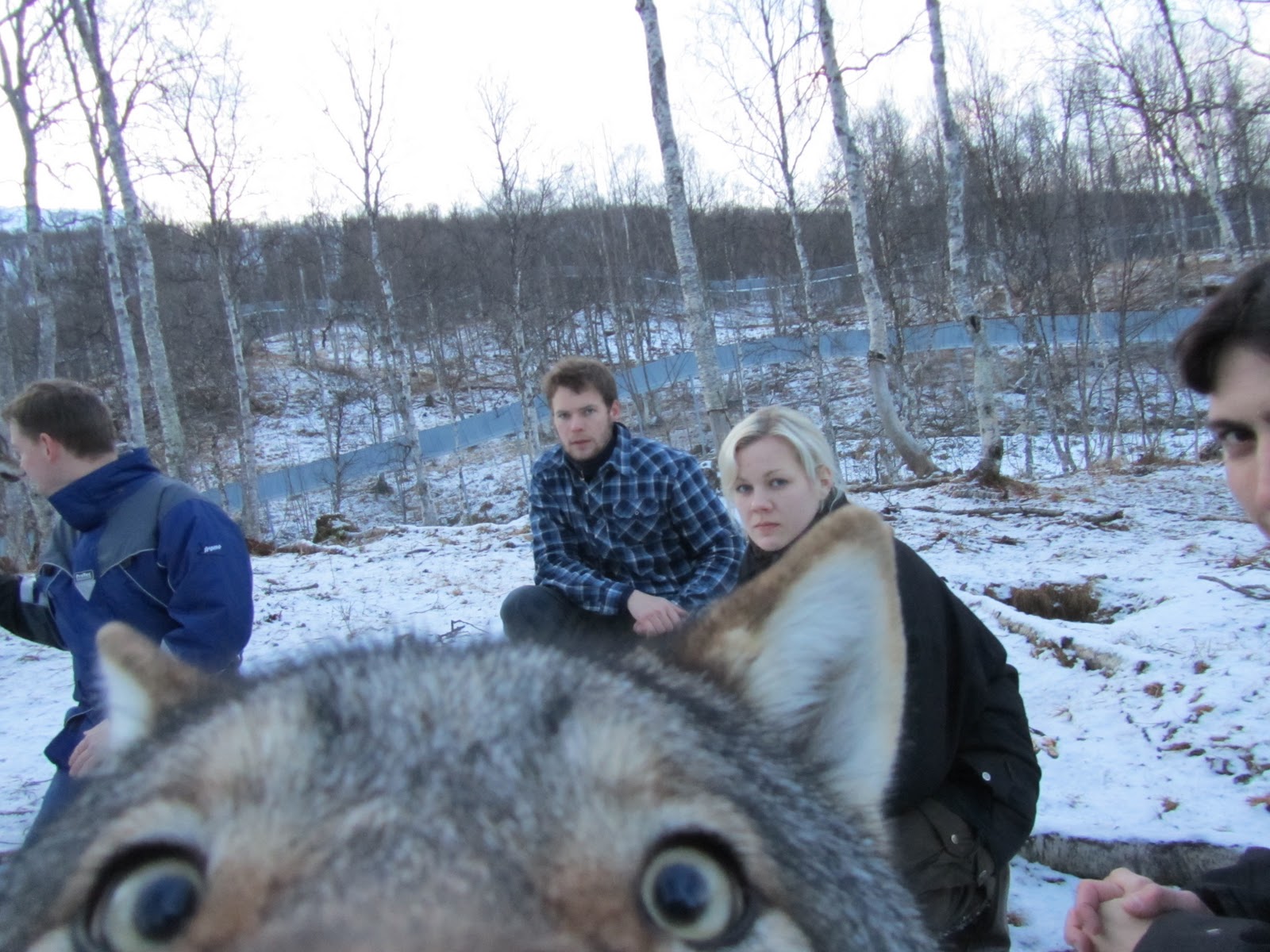 Claartje & Douglas: Hugging wolves in the Polar Zoo