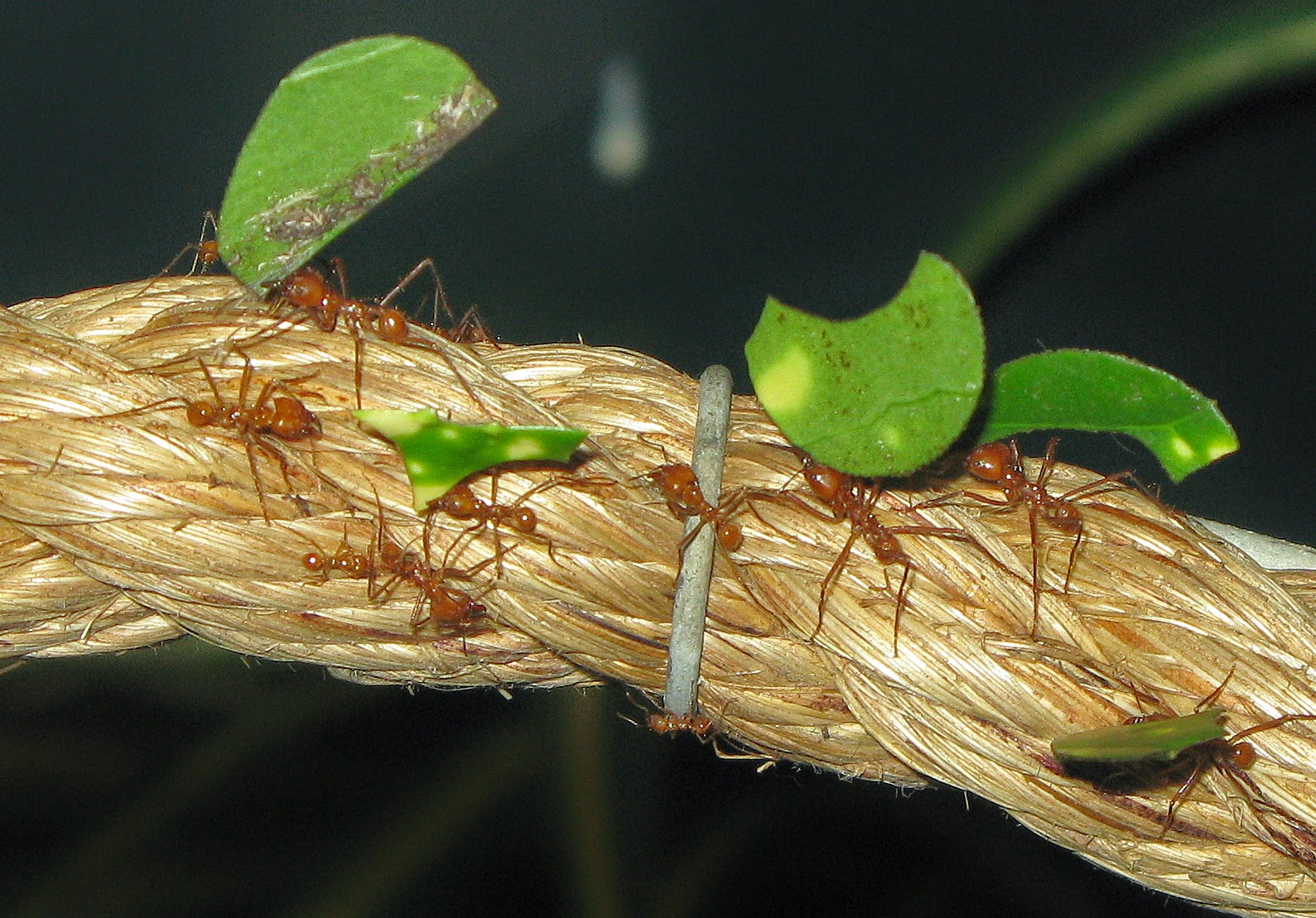 Semut Betina - GOMUMU