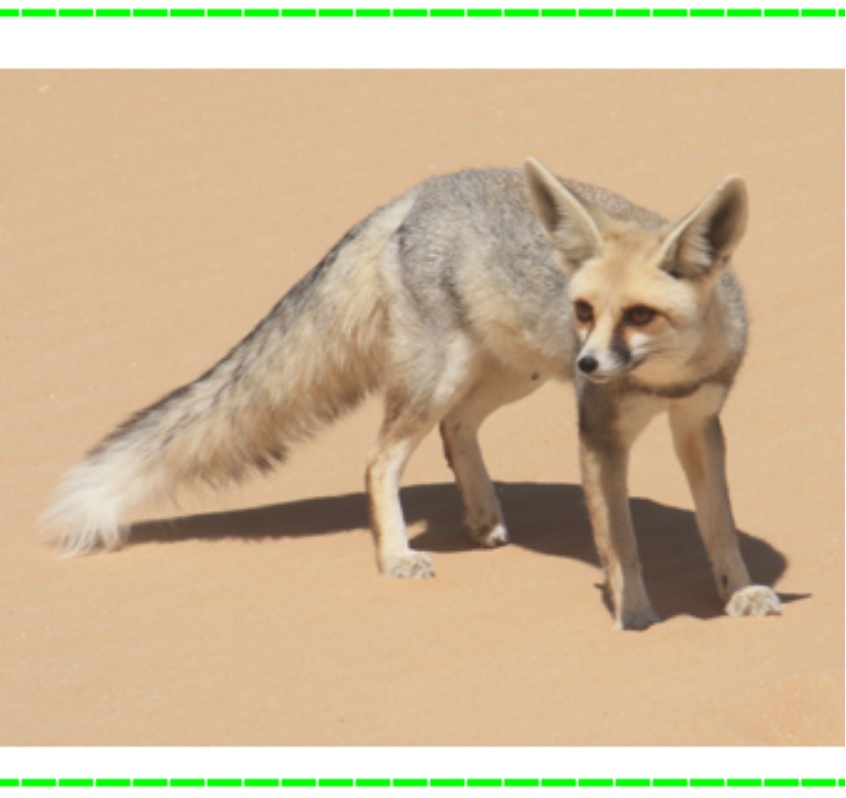 Vampiro Erudito: Fénec