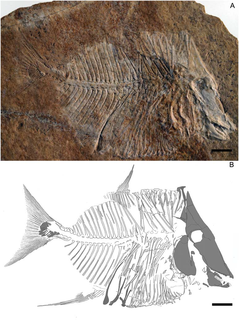 Sciency Thoughts: Scalacurvichthys naishi: A new species of Pycnodont ...
