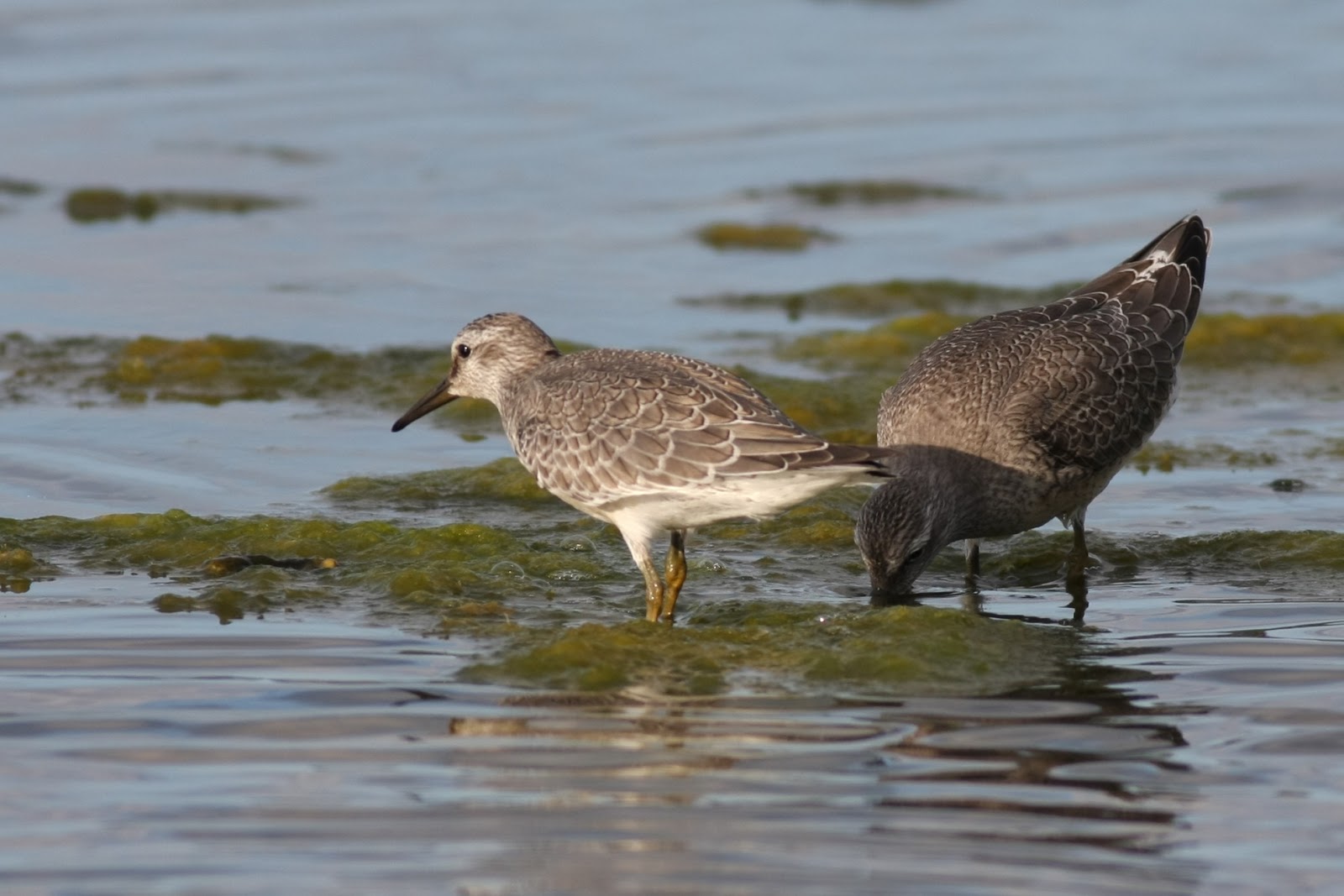La Palma Birds: septiembre 2015