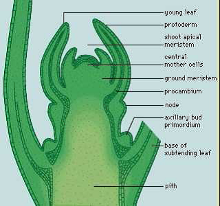 JARINGAN TUMBUHAN ~ Natural Science