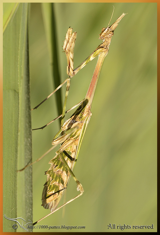 WILDLIFE GATEWAY: Alien ou l'Empuse pennée (Espagne)