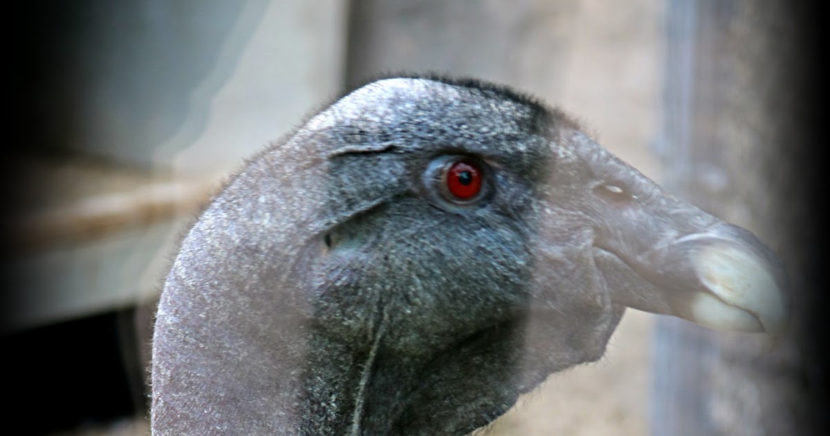 Akron Zoo Animal Photos