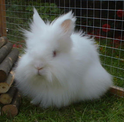 Lionhead Rabbit | The Life of Animals